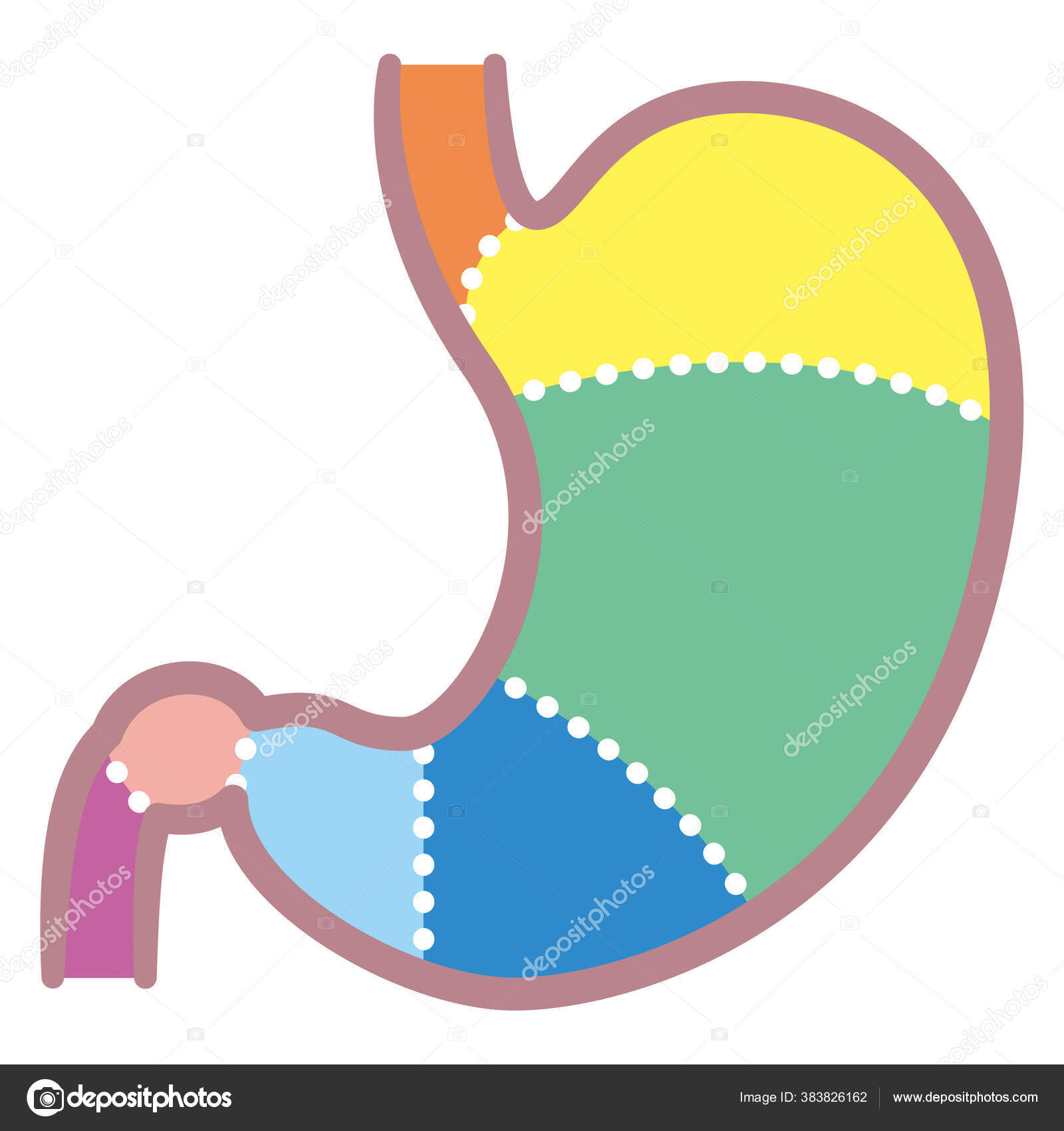 Anatomia Do Diagrama Do Estomago Humano