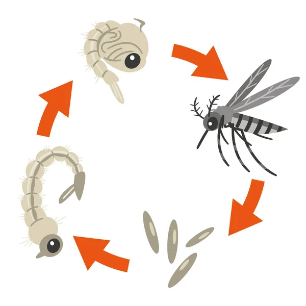 Mosquito Life Cycle Clipart