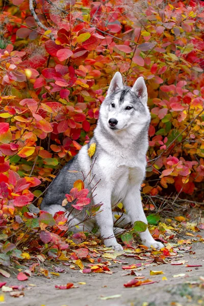 Husky in the fall fotos de stock, imágenes de Husky in the fall sin ...