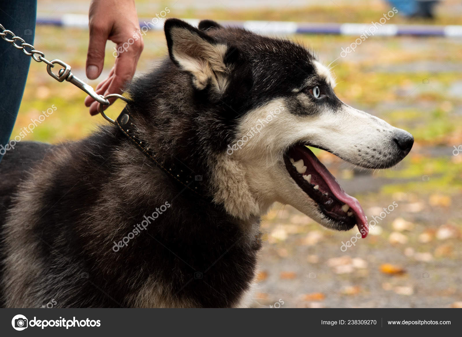 Are Siberian Husky Aggressive