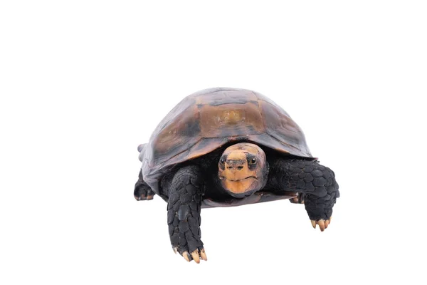 Tortuga paloma de capa Stock Photos, Royalty Free Tortuga paloma de ...