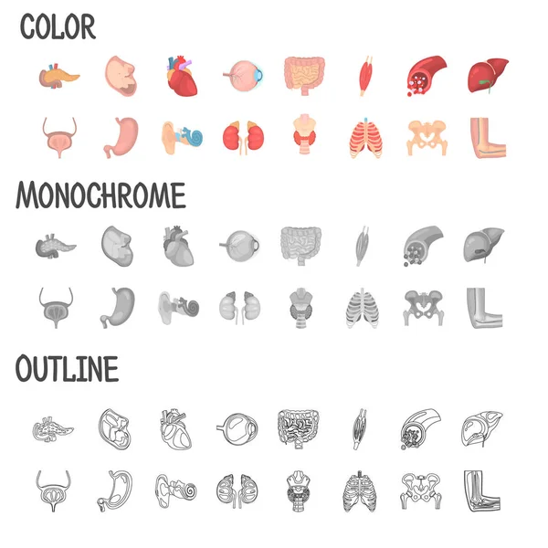 Human anatomy color and line icons set Stock Vector Image by ...