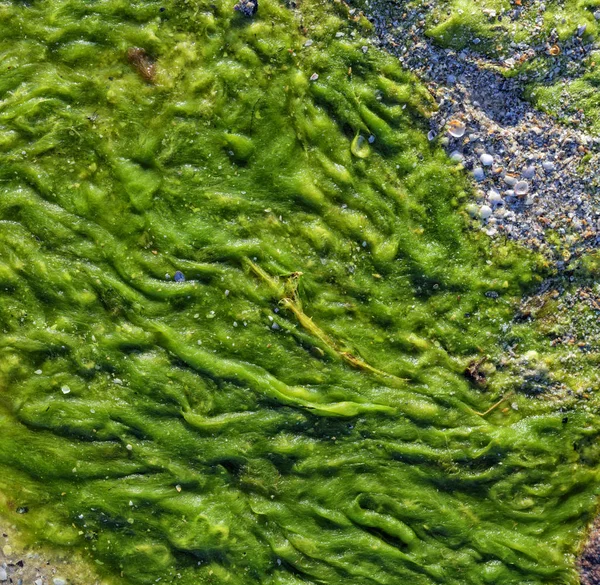 Photos of algae Stock Photos, Royalty Free Photos of algae Images ...