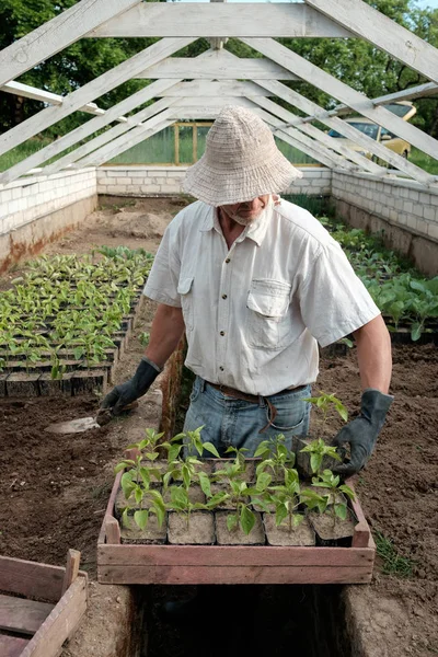 Farmer Prepare Planting Pepper Seedlings ⬇ Stock Photo, Image by ...