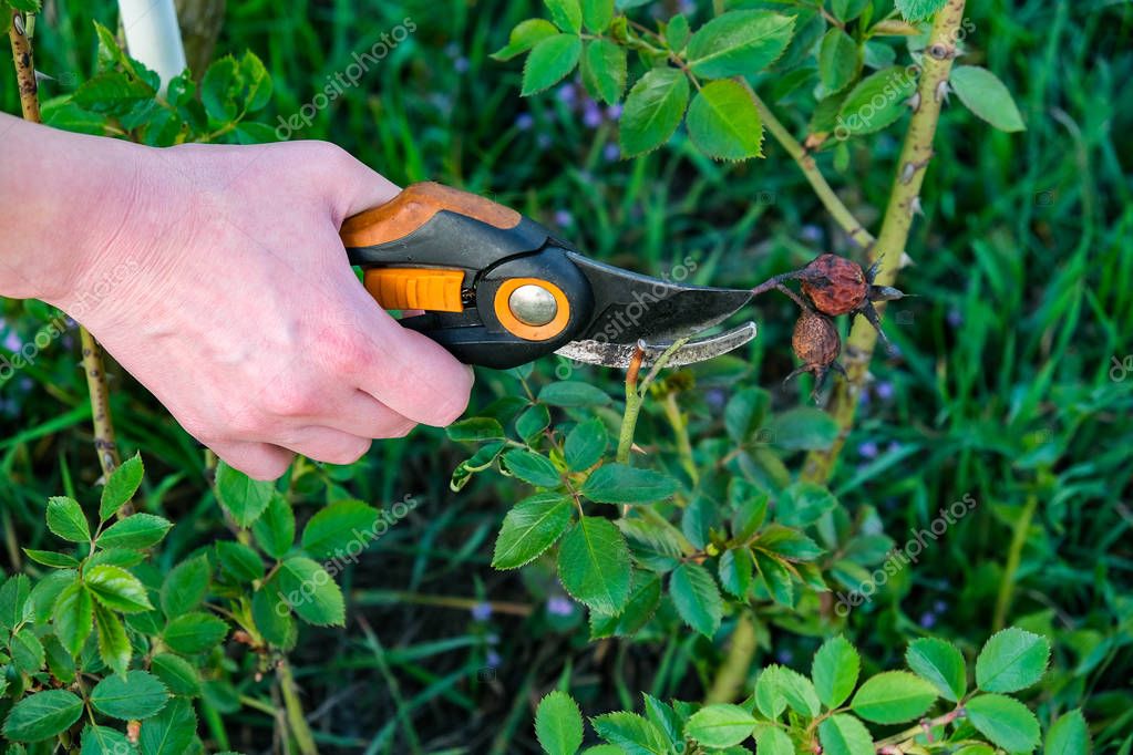 Concepto de jardinería y mantenimiento de flores. Primer plano de las manos de las mujeres con ...