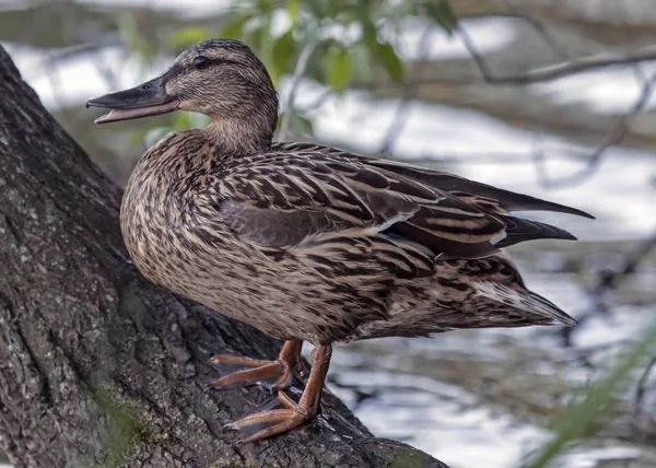 Tree duck Stock Photos, Royalty Free Tree duck Images | Depositphotos