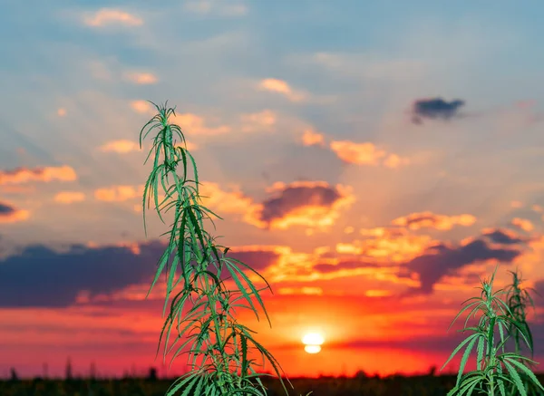 Cannabis sunset Stock Photos, Royalty Free Cannabis sunset Images ...