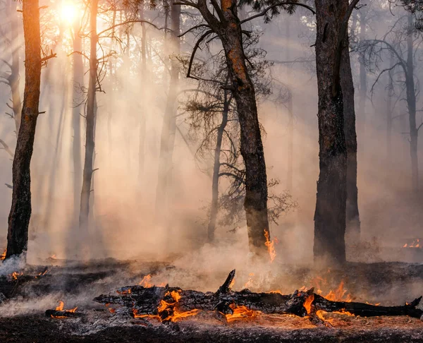 Fires in australian forest Stock Photos, Royalty Free Fires in ...