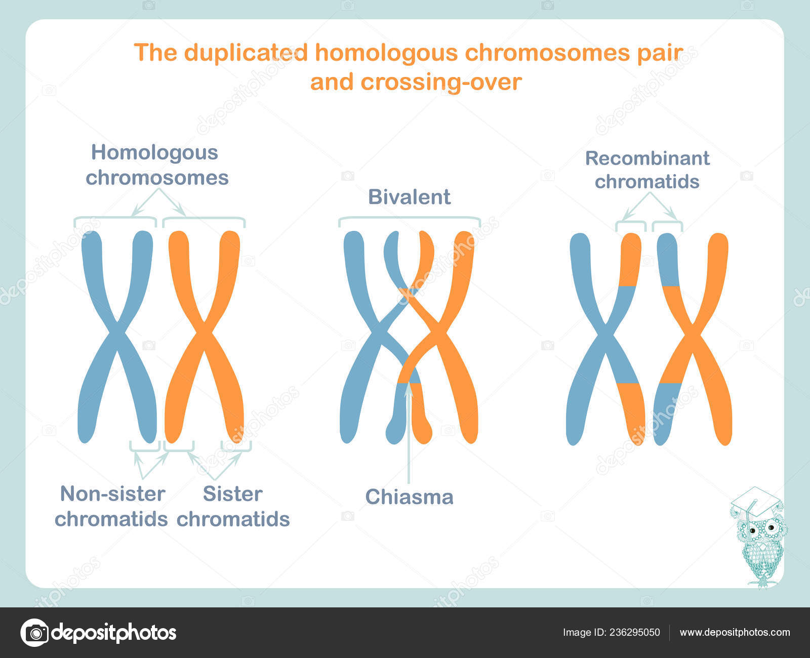 Pareja Cromosomas Homólogos Duplicados Esquema Cruce Color Azul Naranja Cruce Vector De Stock