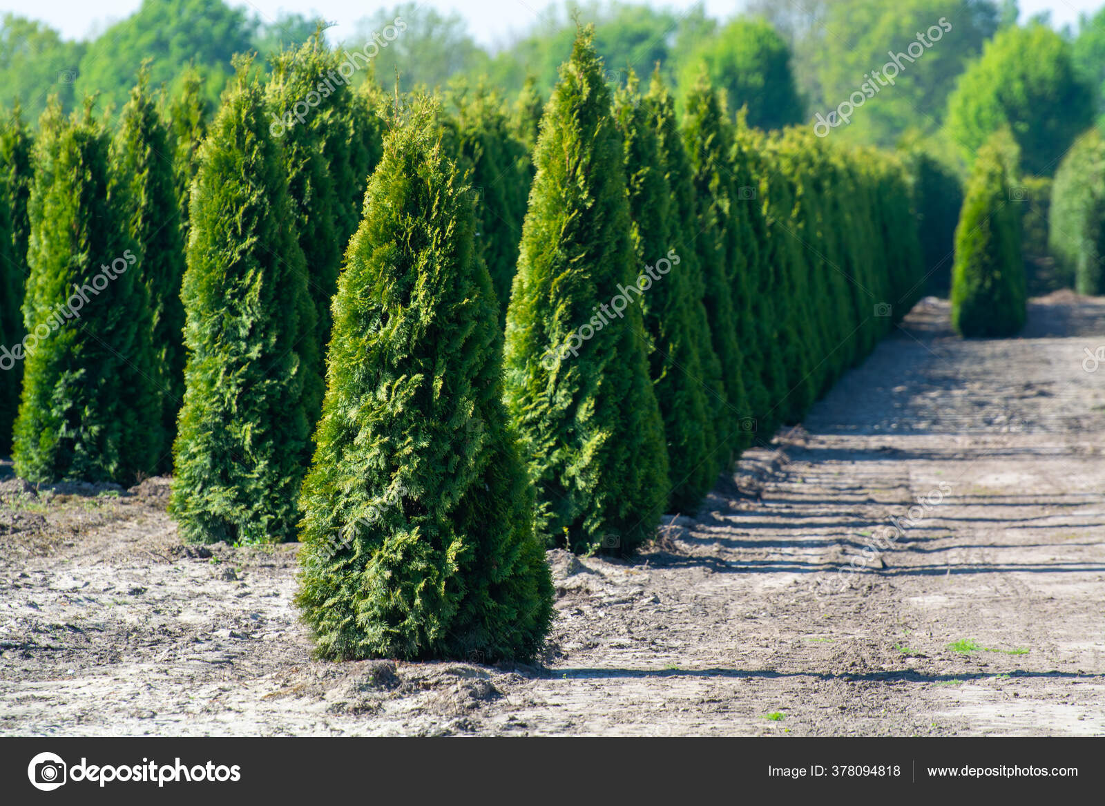 Plantation Rows Thuja Coniferum Cyprus Pine Trees Different Shapes ...