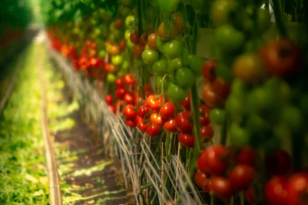 Tomato farm Stock Photos, Royalty Free Tomato farm Images | Depositphotos