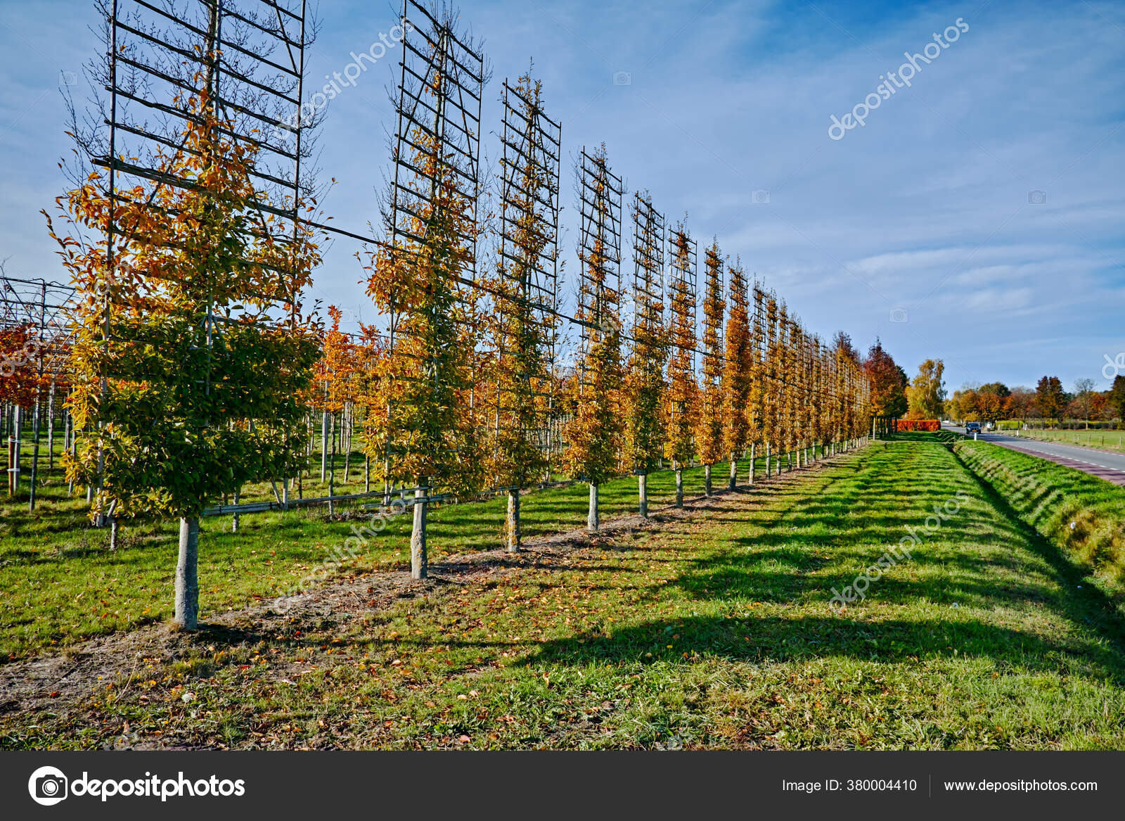 Big Espaliered Decorative Alder Trees Growing Nursery Plantation ...