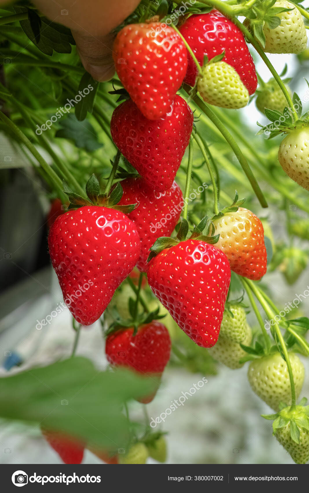 Cosecha Fruta Fresca Madura Fresa Roja Grande Invernadero Holandés ...