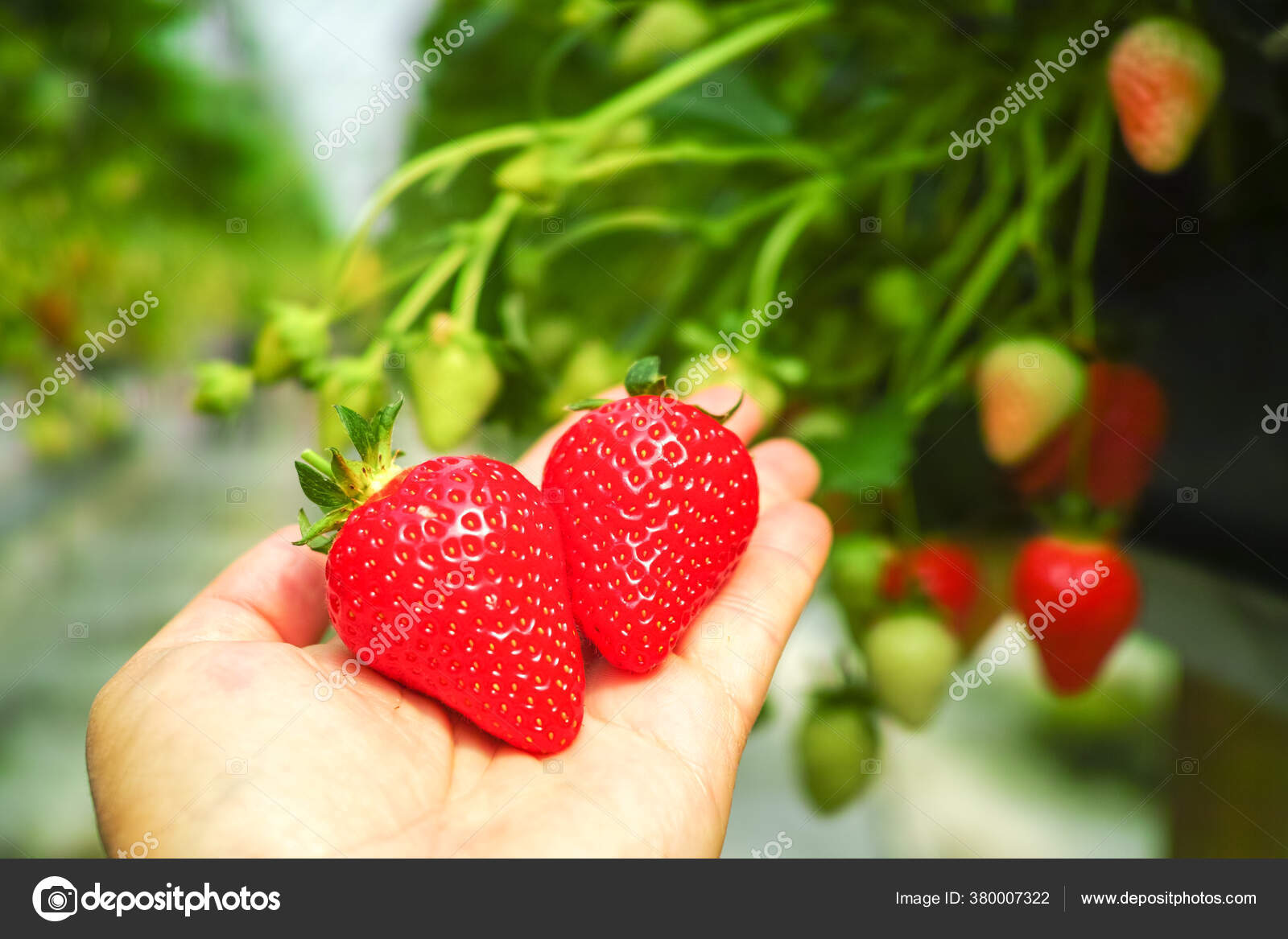 Harvesting Fresh Ripe Big Red Strawberry Fruit Dutch Greenhouse — Stock ...