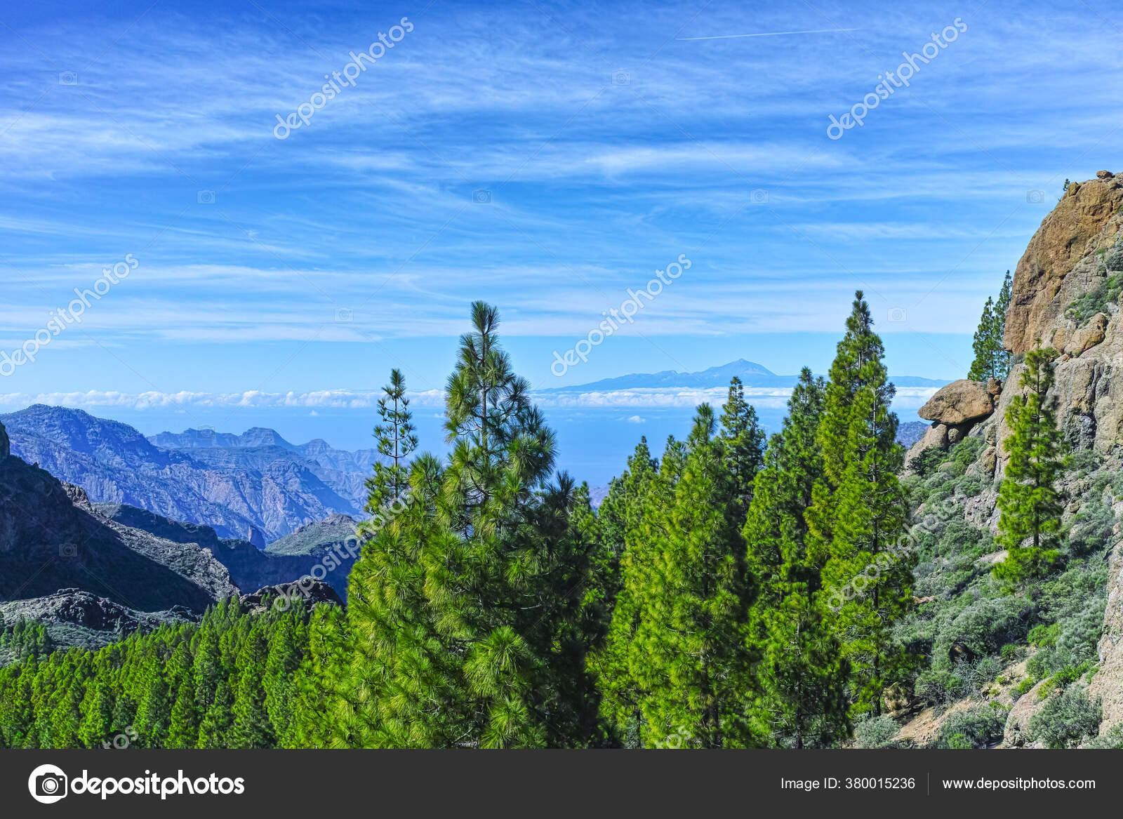 Green Canarian Pine Tree Mountains Landscape Gran Canaria Island Canary ...