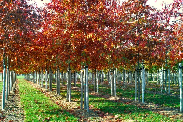 Tree nursery Images - Search Images on Everypixel