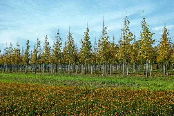 Tree nursery Images - Search Images on Everypixel