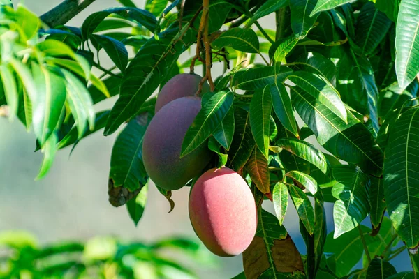 Tropical mango tree with big ripe mango fruits growing in orchard on ...