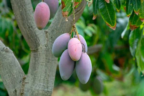 Tropical mango tree with big ripe mango fruits growing in orchard on ...