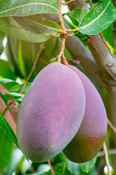 Tropical mango tree with big ripe mango fruits growing in orchard on ...