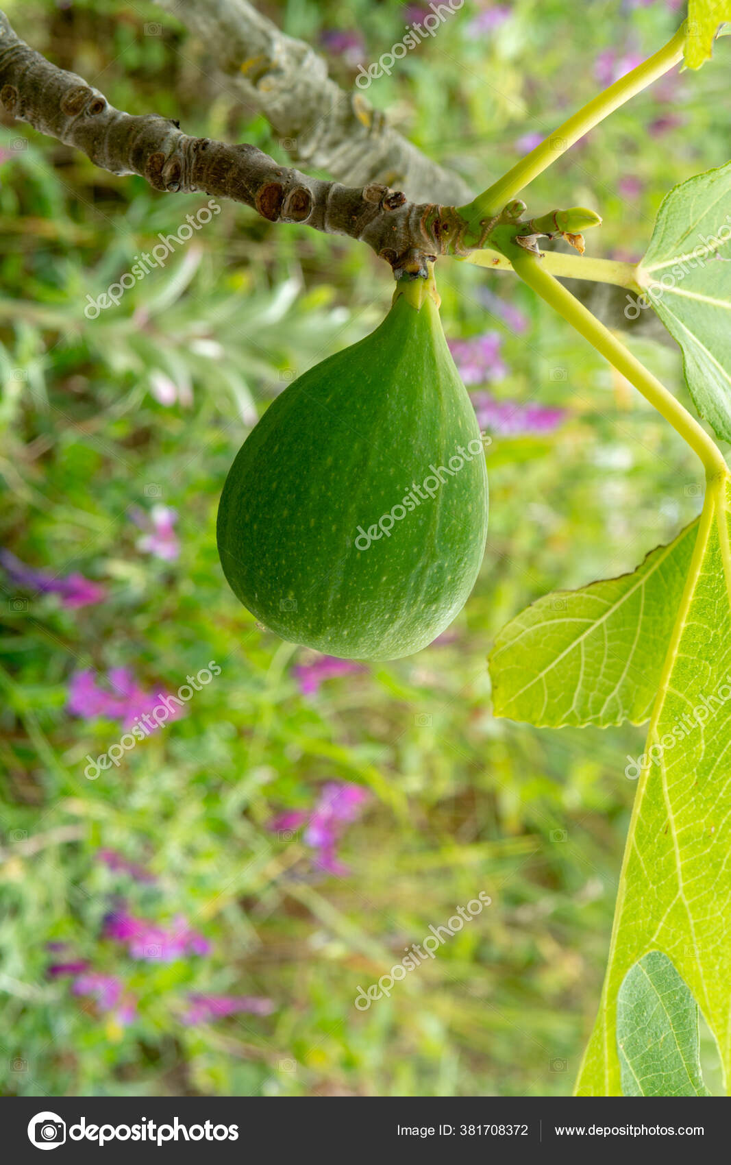 Ripening Fruits Big Fig Tree Summer Close — Stock Photo © foto-pixel ...
