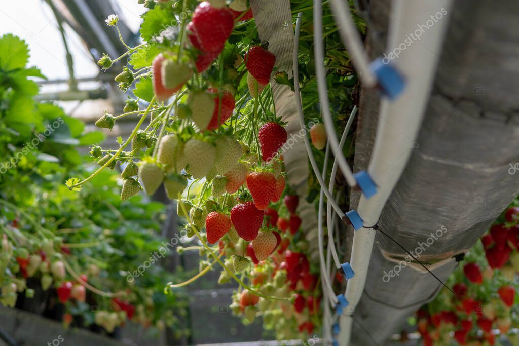 Cosecha de fruta fresca madura de fresa roja grande en invernadero ...