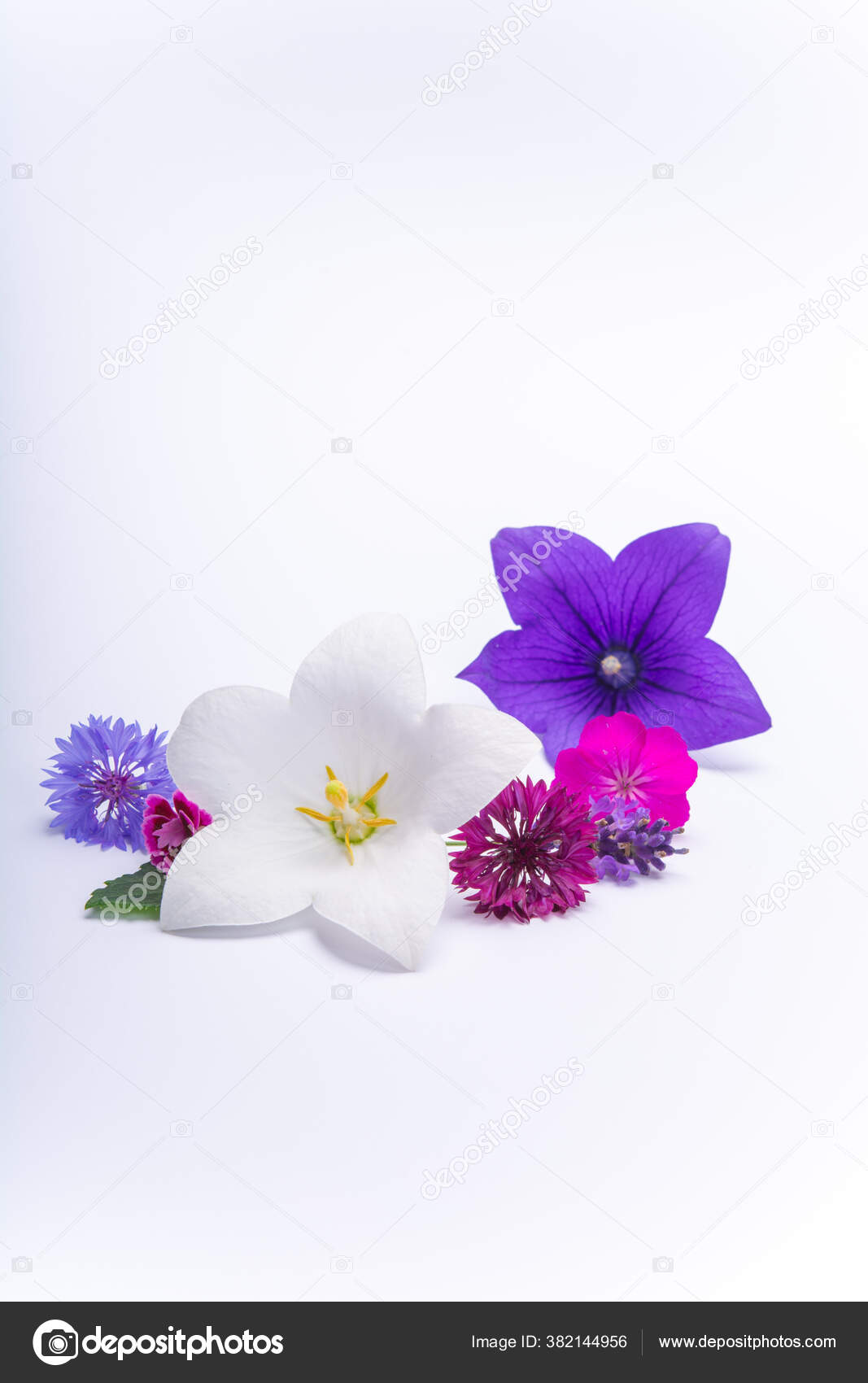 Bílé Fialové Zvonek Květiny Chrpy Zblízka Izolované Bílém Pozadí ...