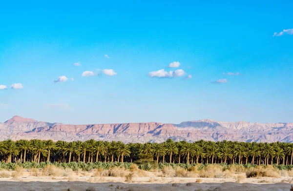 Plantation of Phoenix dactylifera, commonly known as date or date palm ...