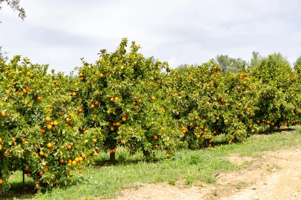 Orange fruit grove Stock Photos, Royalty Free Orange fruit grove Images ...