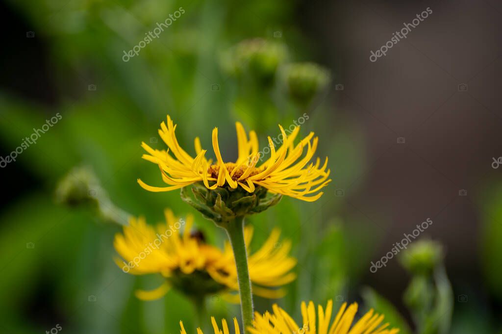 Colección botánica de plantas medicinales o amigables con insectos ...