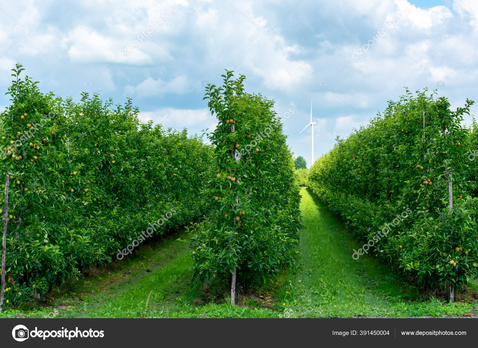 Apple Orchard Rows