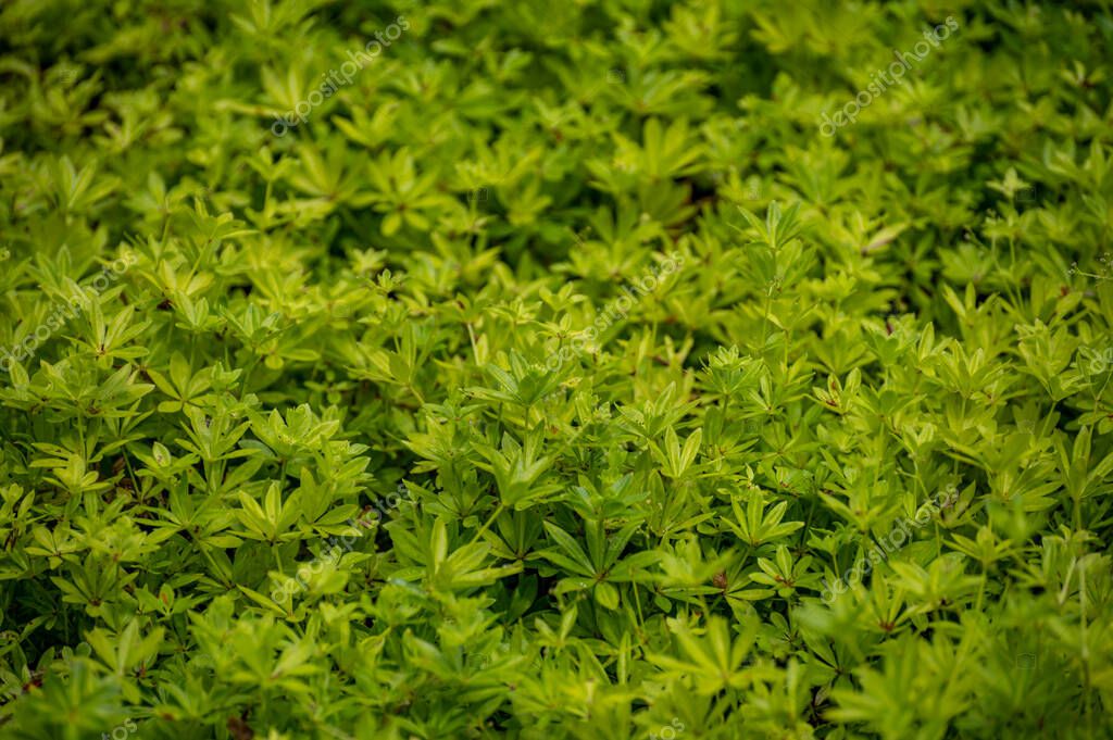 Colección botánica de plantas medicinales y hierbas comestibles ...
