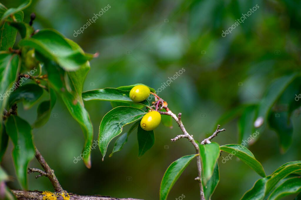Colección botánica de plantas medicinales y hierbas, cornejo o árbol de ...