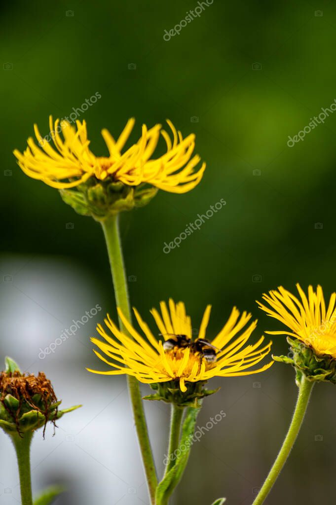 Colección botánica de plantas medicinales o amigables con insectos ...