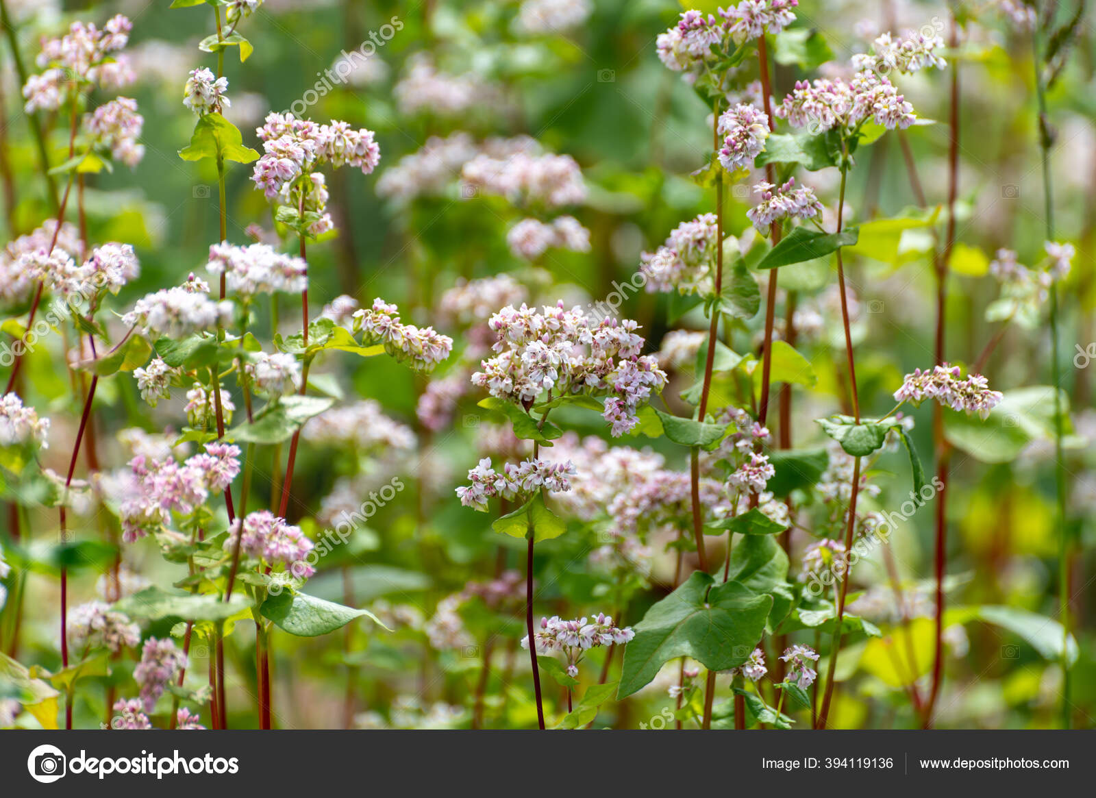 Botanical Collection Edible Plants Herbs Buckwheat Fagopyrum Esculentum ...
