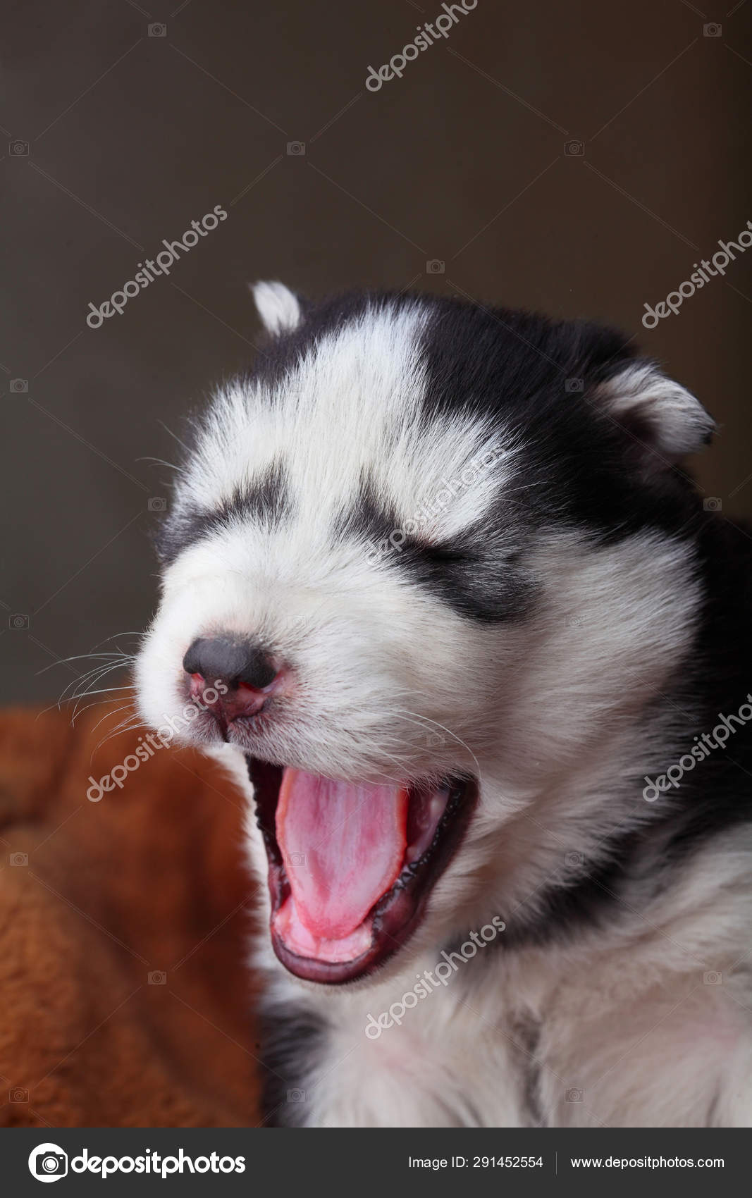 Newborn Siberian husky open mouth wide yawns.Puppy Siberian husky ...
