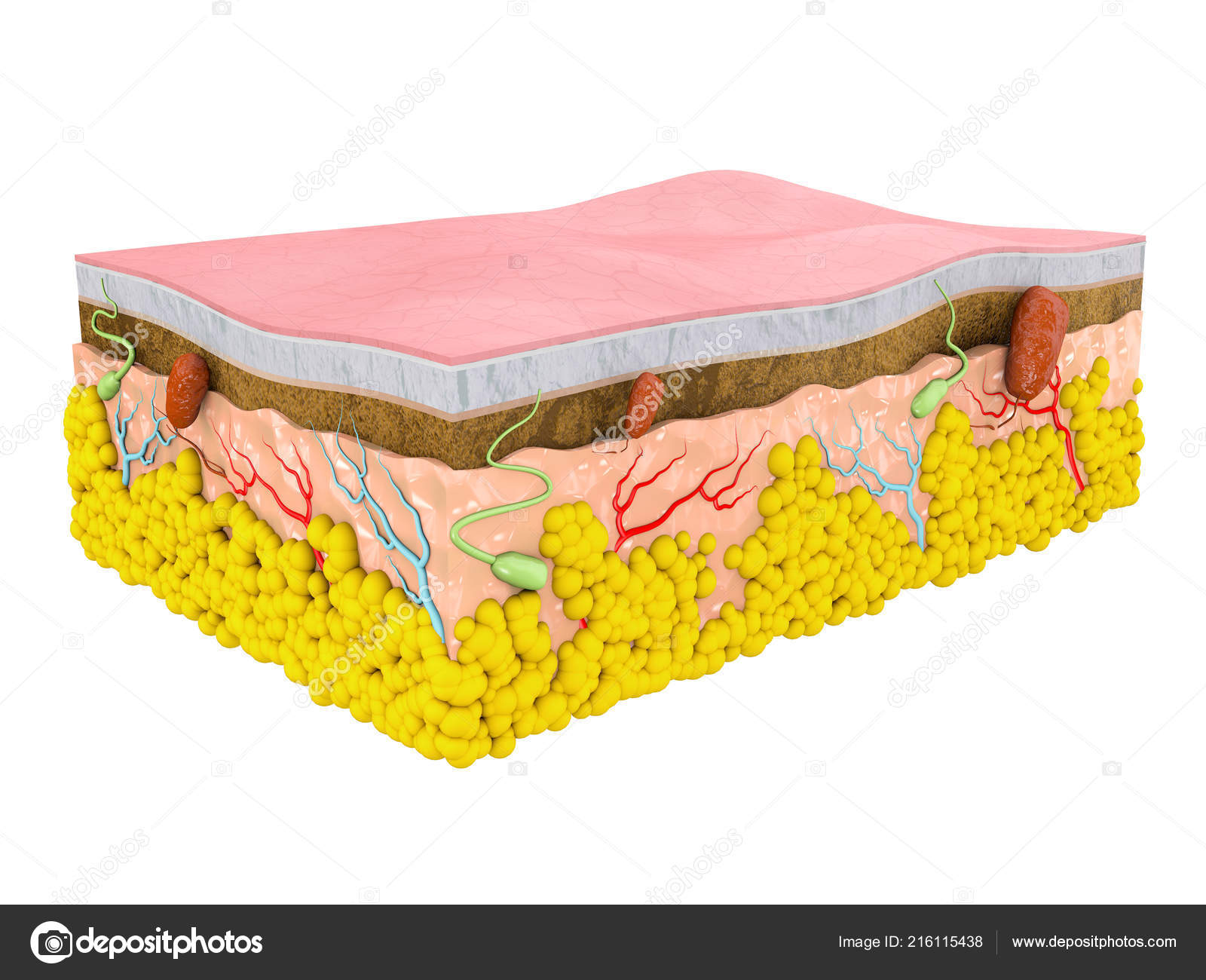 Layers Of The Hypodermis