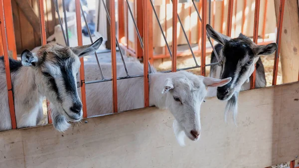 Israel goats Stock Photos, Royalty Free Israel goats Images | Depositphotos