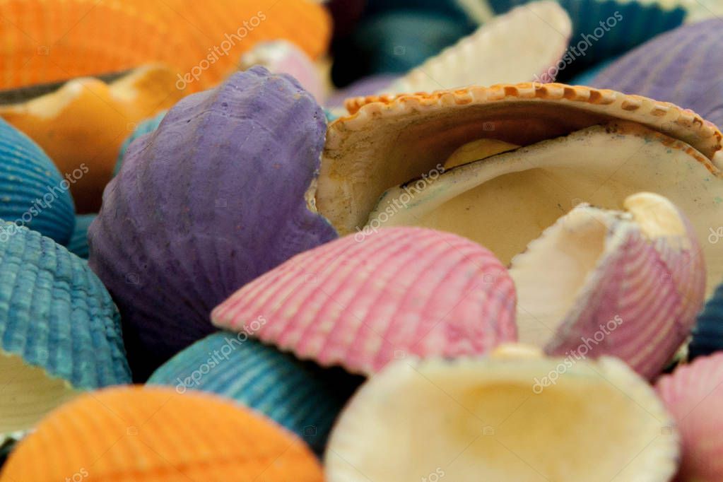 Primer plano de conchas de mar de colores en diferentes formas. 2024