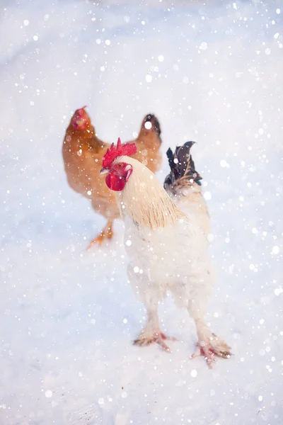 Chickens in snow Stock Photos, Royalty Free Chickens in snow Images ...