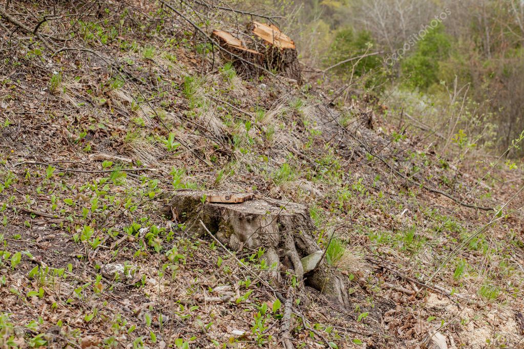 Explotación forestal de pinos en un día soleado. Los tocones y troncos ...