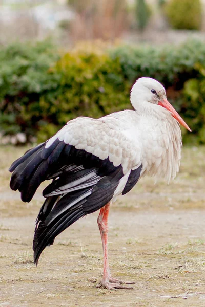 Animais impuros Stock Photos, Royalty Free Animais impuros Images ...