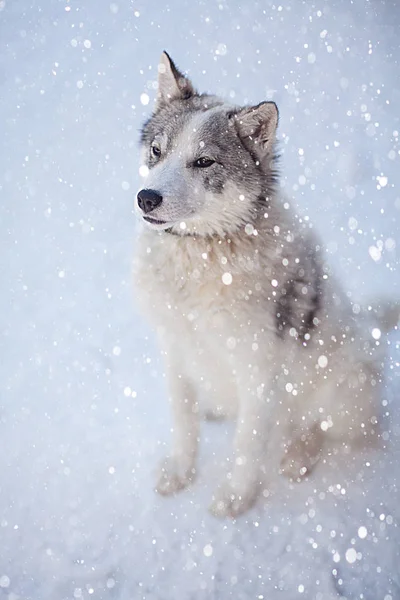 White And Gray Wolves With Blue Eyes