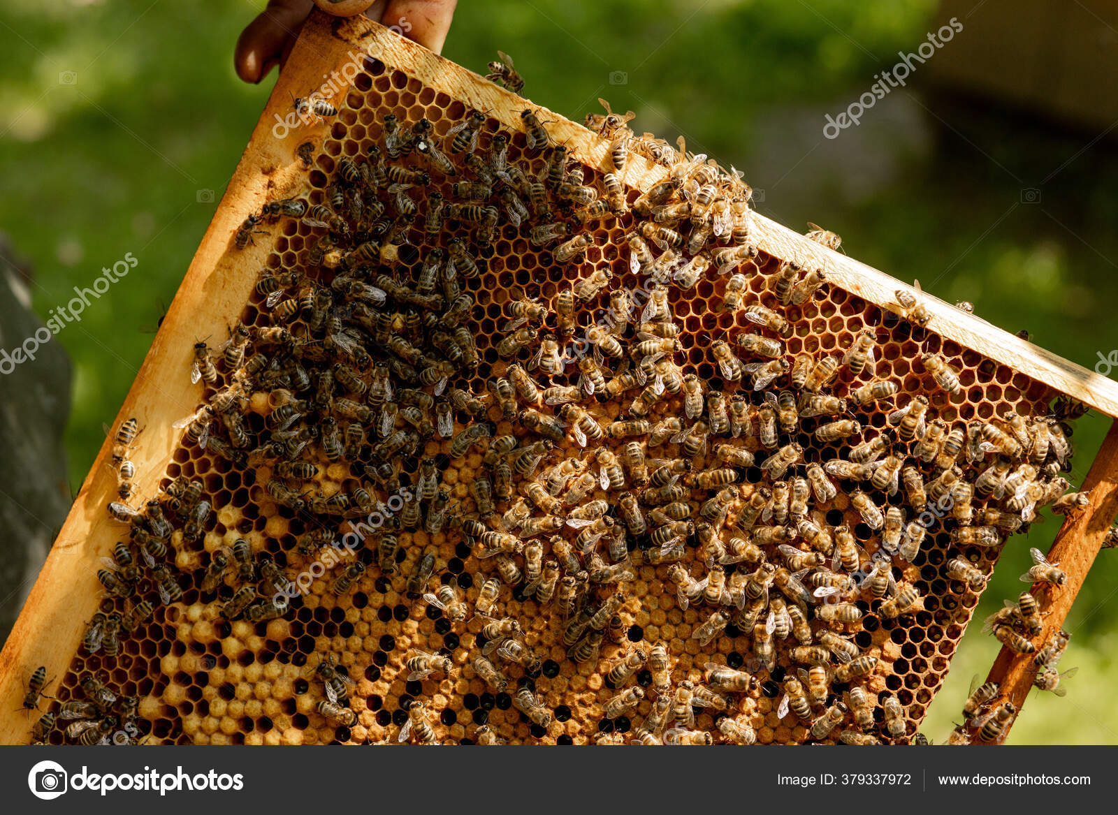 Queen Bee Laying Eggs