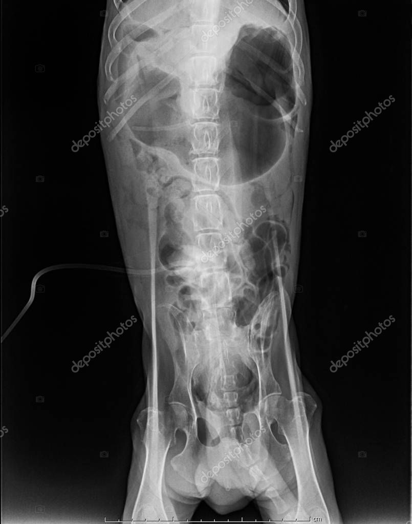 película de rayos X de vista anterior perro cerrado en el tórax ...