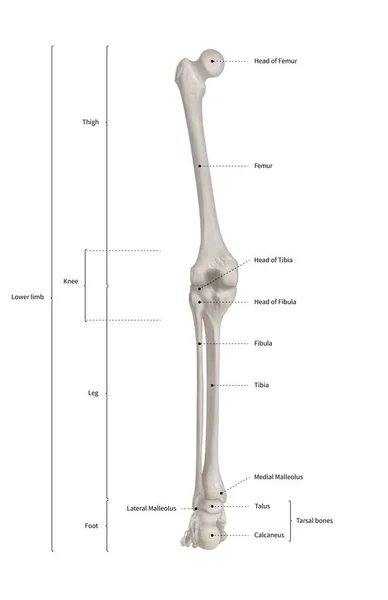 Infographic Diagram Human Skeleton Upper Limb Bone Anatomy System Arm ...