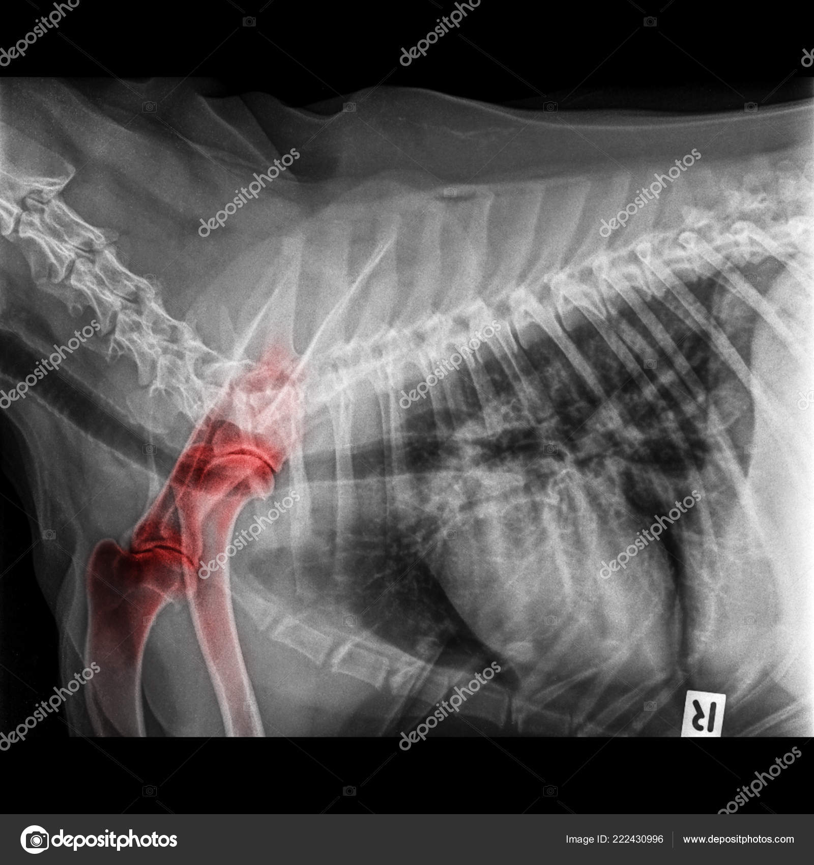 Ray Dog Lateral View Closed Thorax Chest Red Highlight Foreleg ⬇ Stock ...