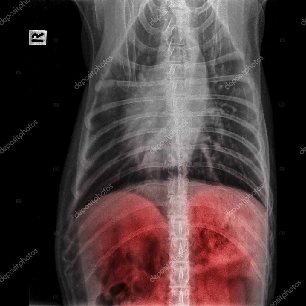 Radiografía de vista anterior del perro cerrado en tórax estándar y ...