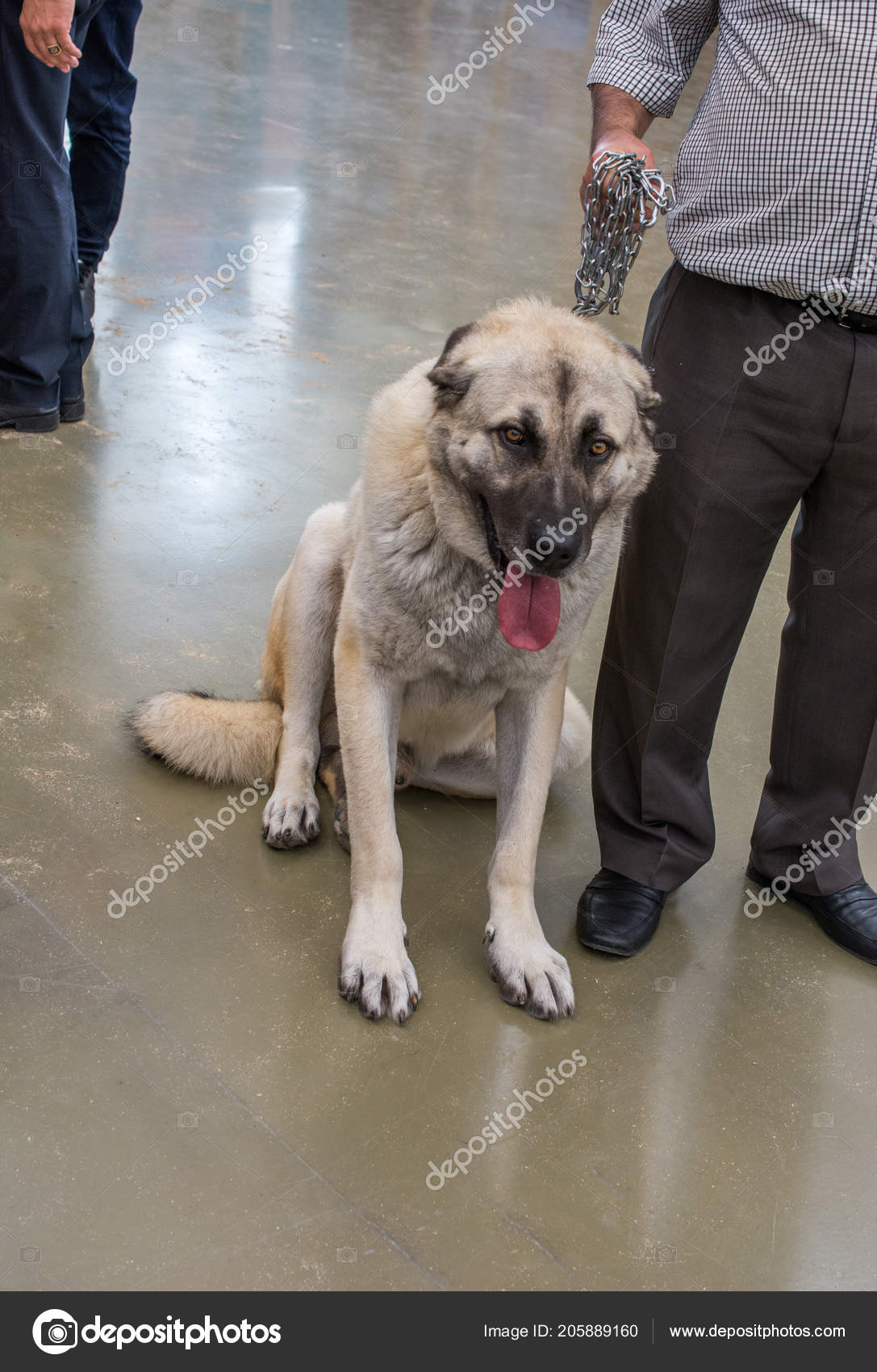 What Is A Turkish Kangal Shepherd Dog
