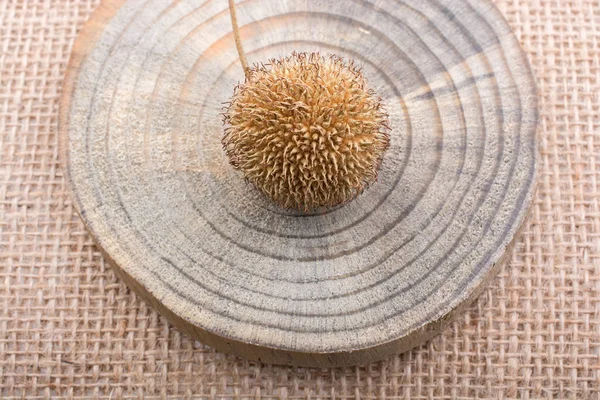 Sea urchin shell Stock Photos, Royalty Free Sea urchin shell Images ...